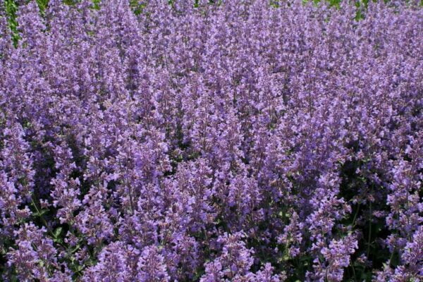 Lavanda. Detaljan vodič za početnike. - Balavander