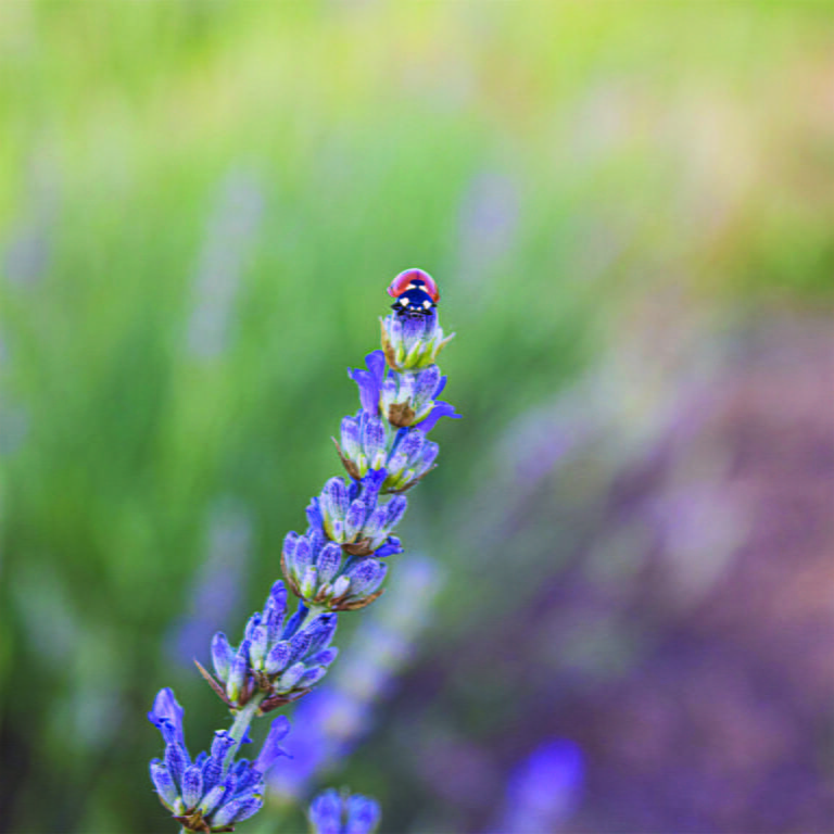 Lavanda. Detaljan vodič za početnike. - Balavander