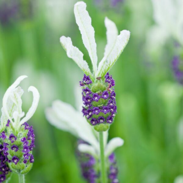 Lavanda. Detaljan vodič za početnike. - Balavander