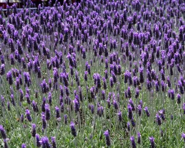 Lavanda. Detaljan vodič za početnike. - Balavander