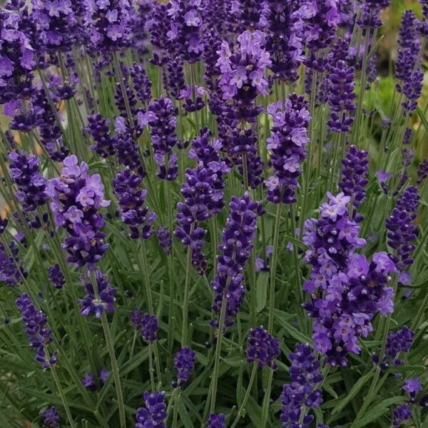 Lavanda. Detaljan vodič za početnike. - Balavander