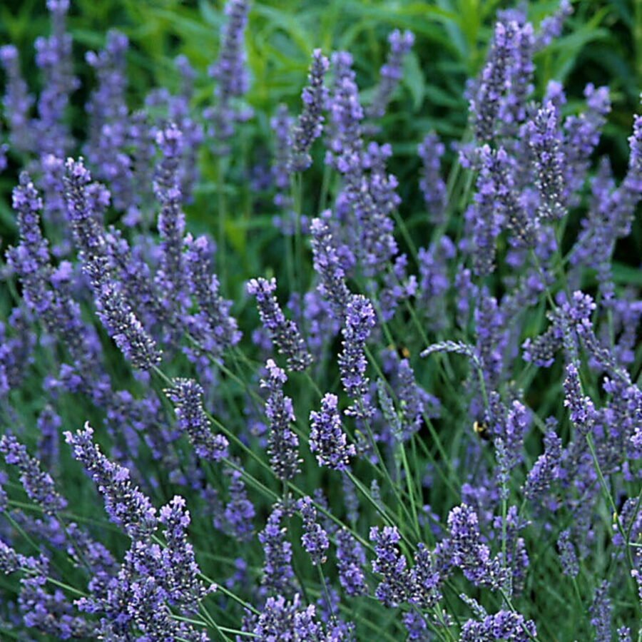 Lavanda u saksiji? Kako? - Balavander