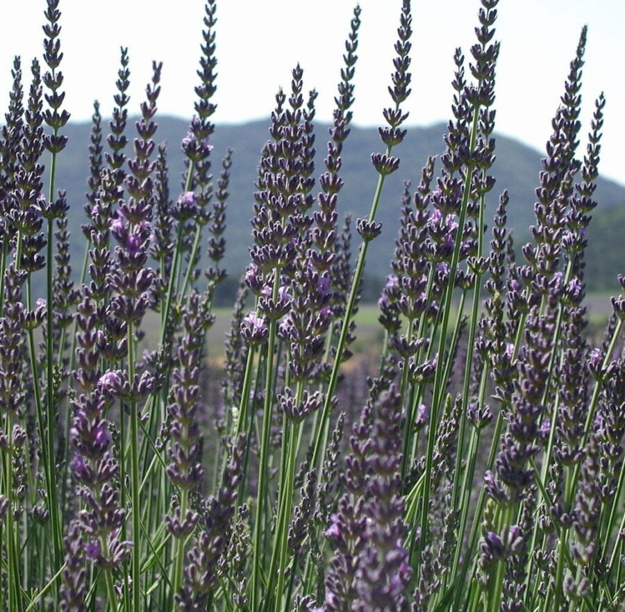 Lavanda. Detaljan vodič za početnike. - Balavander
