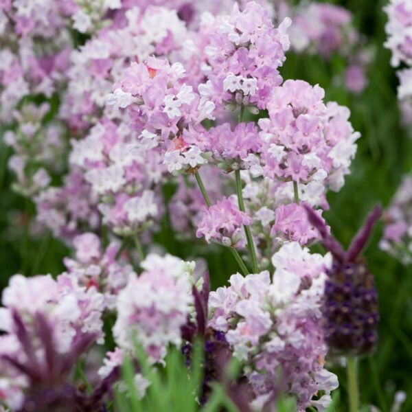 Lavanda. Detaljan vodič za početnike. - Balavander