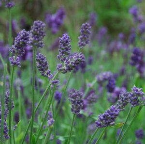Lavanda. Detaljan vodič za početnike. - Balavander