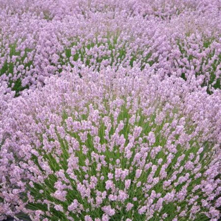 Lavanda. Detaljan vodič za početnike. - Balavander