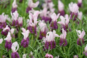 Lavanda. Detaljan vodič za početnike. - Balavander