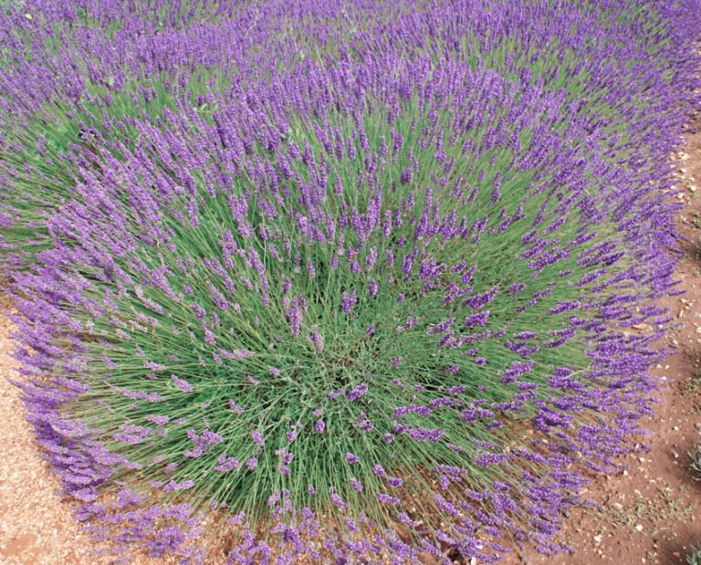 Lavanda. Detaljan vodič za početnike. - Balavander
