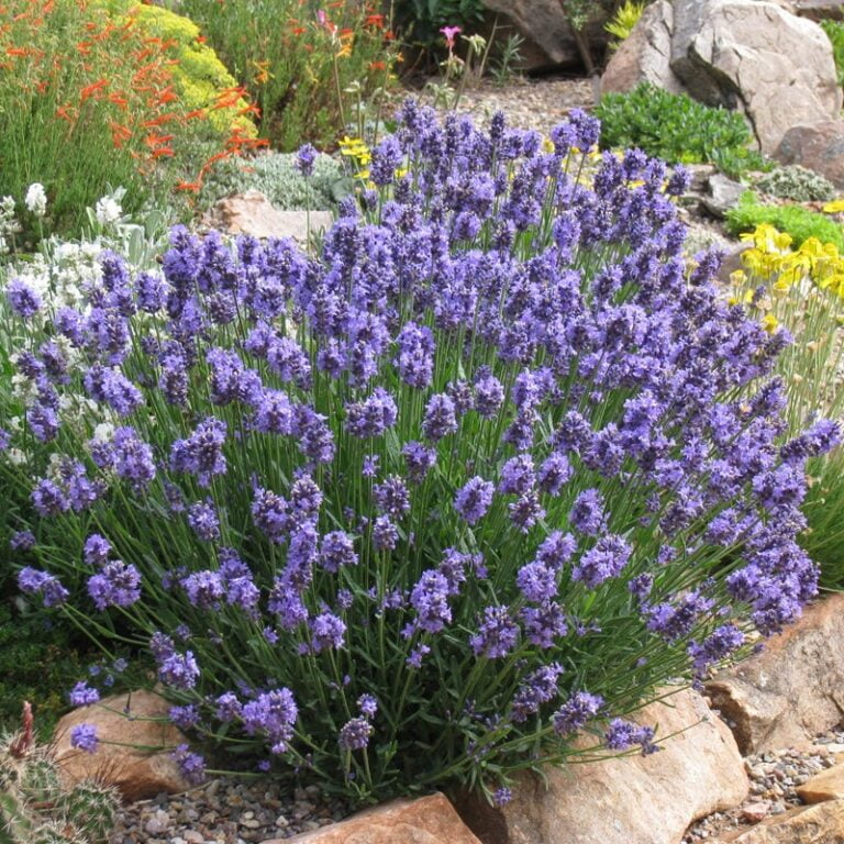 Lavanda. Detaljan vodič za početnike. - Balavander
